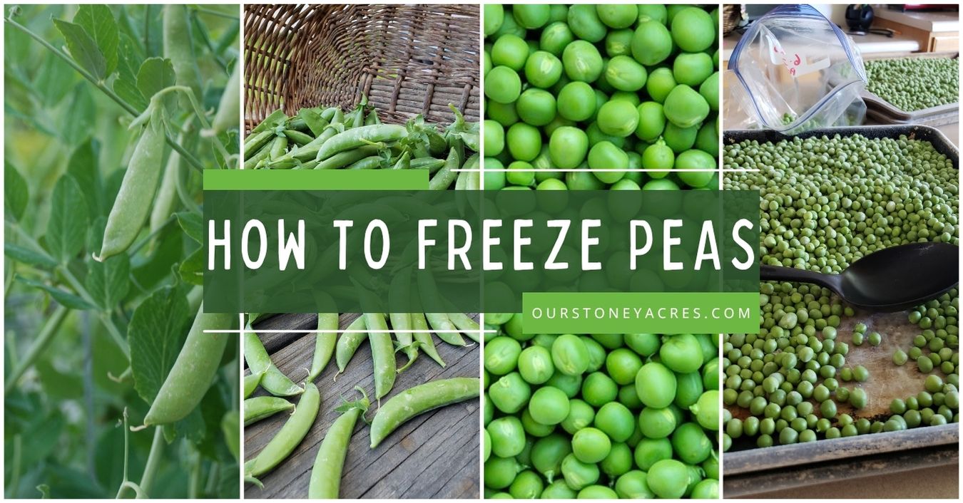 How to Freeze Peas - Our Stoney Acres