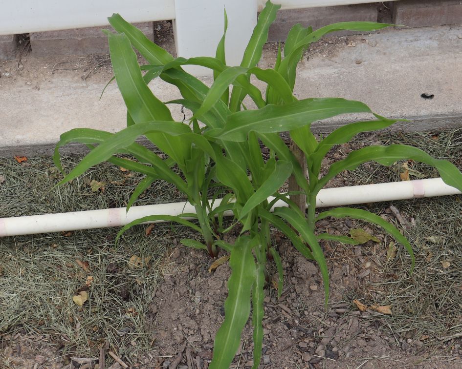 Growing Popcorn - Our Stoney Acres