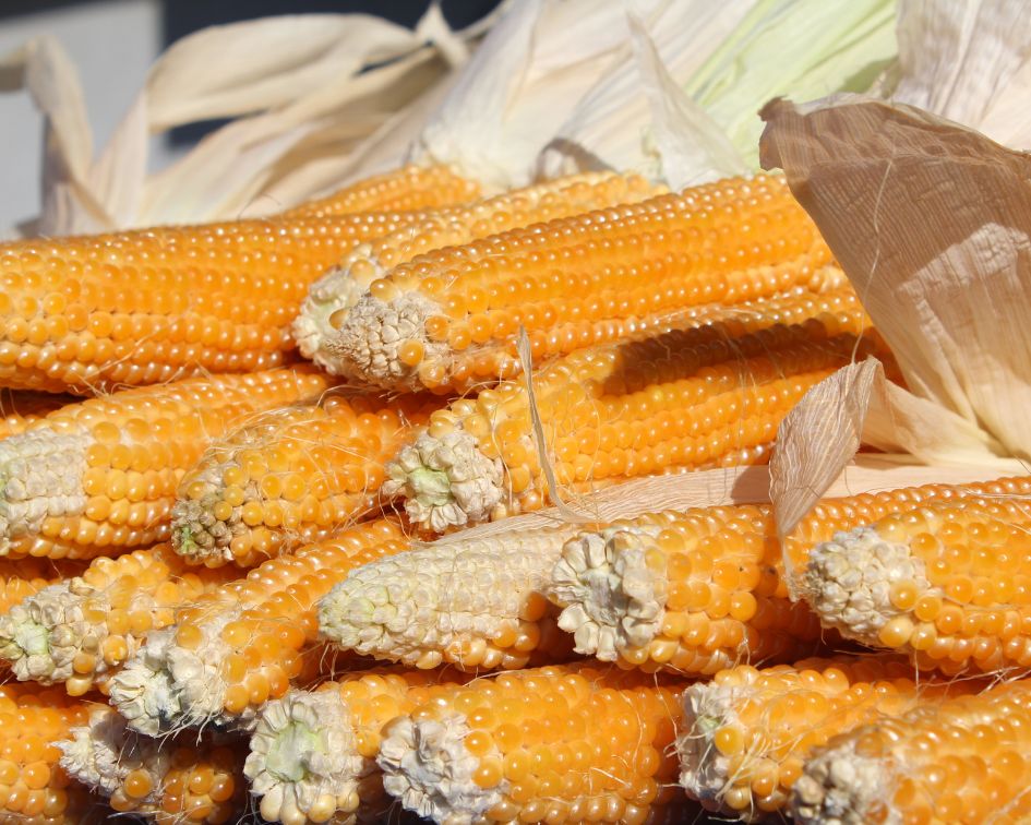 Popcorn - Our Stoney Acres