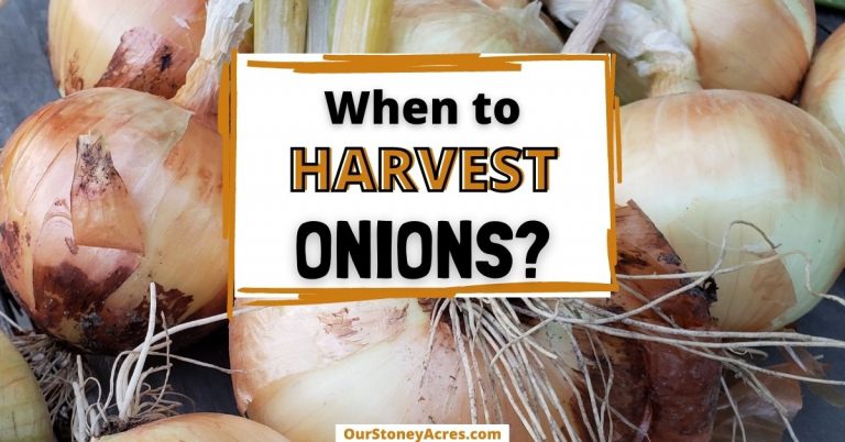 When to Harvest Onions - Our Stoney Acres