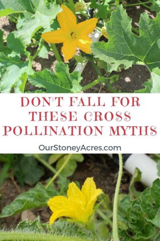 Cross Pollination Myths in the Vegetable Garden - Our Stoney Acres