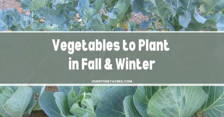 Crops to plant for Fall and Winter Harvest - Our Stoney Acres