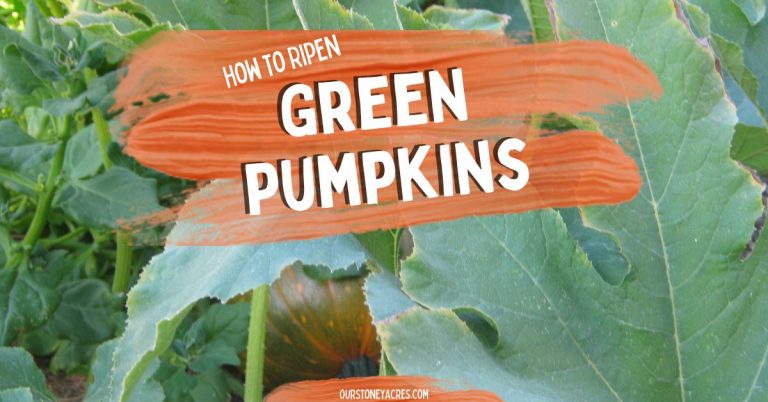 Ripening Green Pumpkins