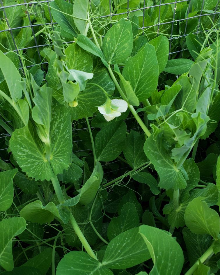 Pea Plants (5) - Our Stoney Acres