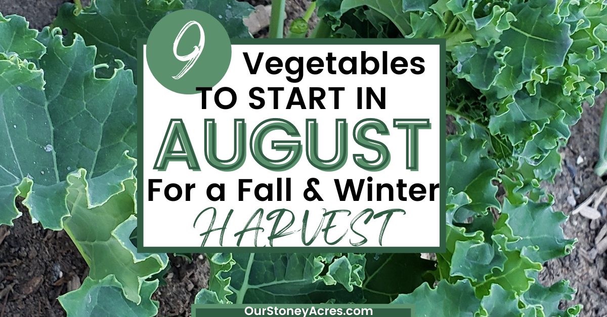9 crops you can plant in August for fall and winter harvest - Our ...