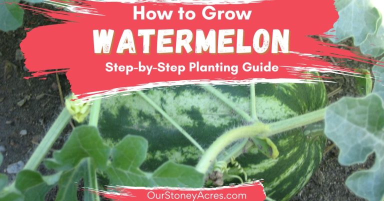 How to Grow Watermelon - Our Stoney Acres