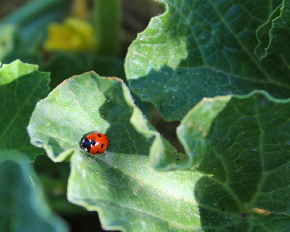 Lady bug - Our Stoney Acres