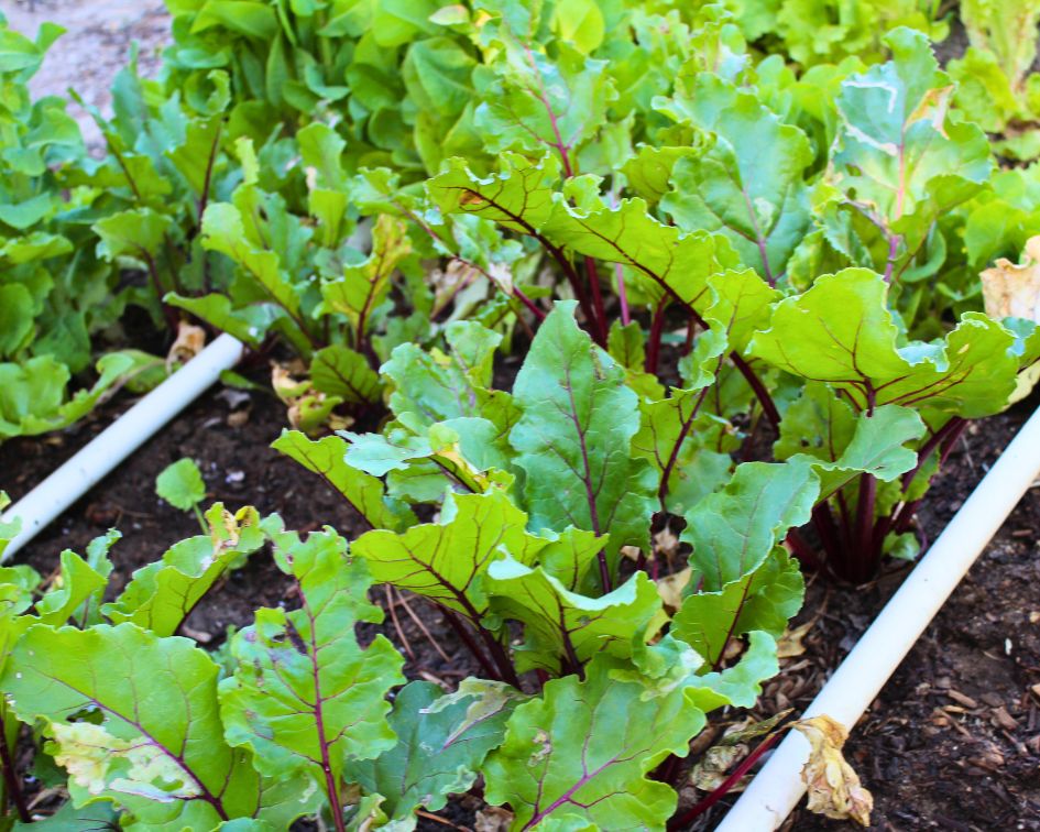 bug damage on Swiss chard - Our Stoney Acres