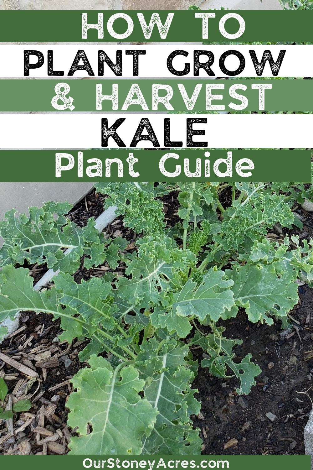 How to Grow Kale - Our Stoney Acres